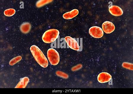 Rothia dentocariosa bacteria, computer illustration. This bacterium is ...