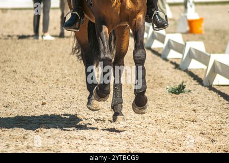 legs of a brown lusitano thoroughbred horse in a dressage competition ...