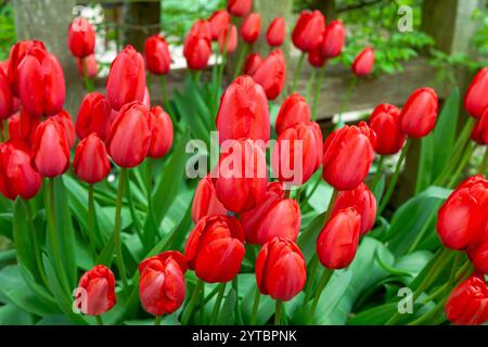 Vibrant red tulip in Will Rogers Botanical Gardens in Oklahoma, the USA ...