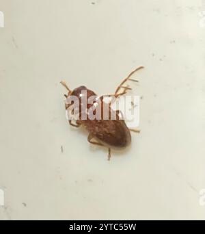 Toe-winged Beetles (Ptilodactylidae Stock Photo - Alamy