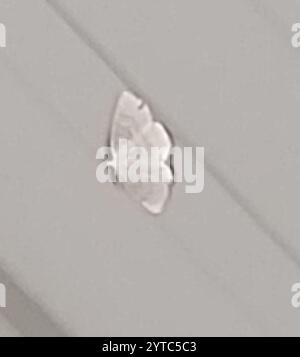 Northern Wave Moth (Cabera exanthemata Stock Photo - Alamy