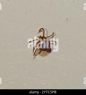 Bont Ticks (Amblyomma Stock Photo - Alamy