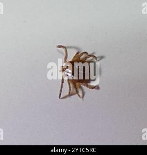 Bont Ticks (Amblyomma Stock Photo - Alamy