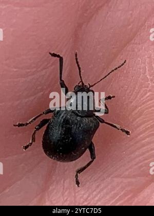 Western Grape Rootworm (Bromius obscurus Stock Photo - Alamy