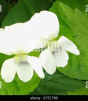 Confederate violet (Viola sororia priceana Stock Photo - Alamy