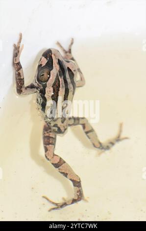Senegal Running Frog (Kassina senegalensis), Marakele National Park ...