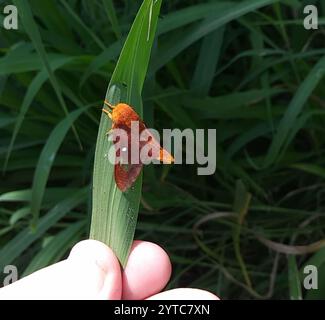 Southern Pink-striped Oakworm Moth (Anisota pellucida Stock Photo - Alamy