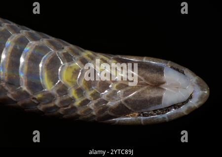 Eastern Purple-glossed Snake (Amblyodipsas microphthalma Stock Photo ...