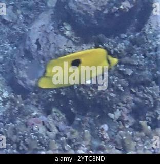 Indian Teardrop Butterflyfish (Chaetodon interruptus Stock Photo - Alamy