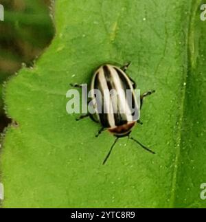 Coreopsis Beetle (Calligrapha californica Stock Photo - Alamy