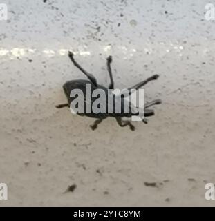 Birch Catkin Weevil (Betulapion simile) Insecta Stock Photo - Alamy