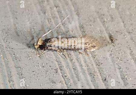 Dark-collared Tinea Moth (Tinea apicimaculella Stock Photo - Alamy
