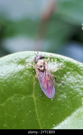 Small Hover Fly (Melanostoma fasciatum Stock Photo - Alamy