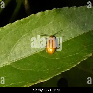 Orange Passiflora Flea Beetle (Parchicola tibialis Stock Photo - Alamy