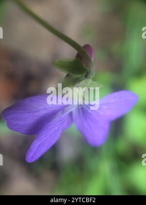 northern bog violet (Viola nephrophylla Stock Photo - Alamy