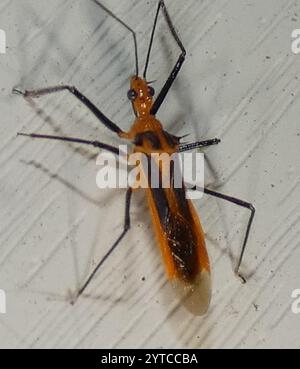 Red Bull Assassin Bug (Repipta taurus Stock Photo - Alamy