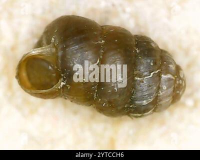 Toothless Chrysalis-snail (Columella edentula Stock Photo - Alamy