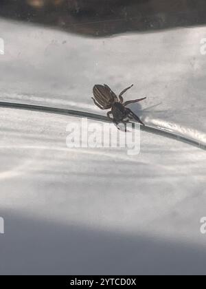 Four-lined Slender Jumping Spider (Marpissa lineata Stock Photo - Alamy