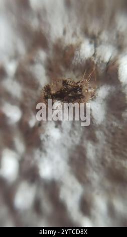 Pear Lace Bug (Stephanitis pyri Stock Photo - Alamy