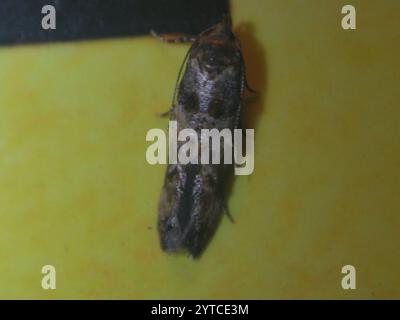 Sweet Clover Root Borer Moth (Walshia miscecolorella Stock Photo - Alamy
