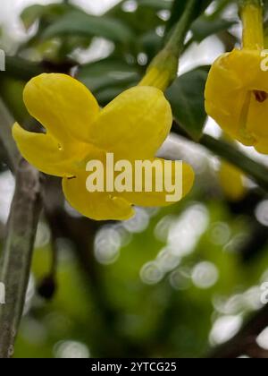 Italian Jasmine (Chrysojasminum humile Stock Photo - Alamy