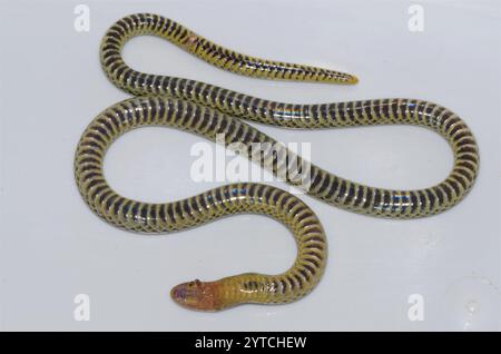 (Amblyodipsas microphthalma microphthalma Stock Photo - Alamy