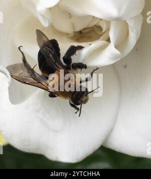 Hibiscus Turret Bee (Ptilothrix bombiformis Stock Photo - Alamy