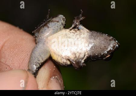 Eastern puddle frog (Phrynobatrachus acridoides) Amphibia Stock Photo ...