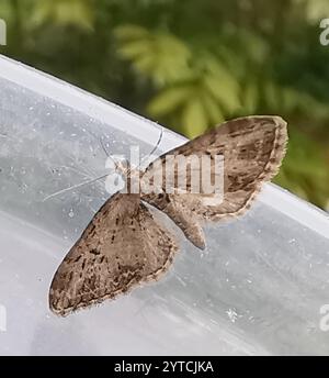 Mottled Pug (Eupithecia exiguata Stock Photo - Alamy