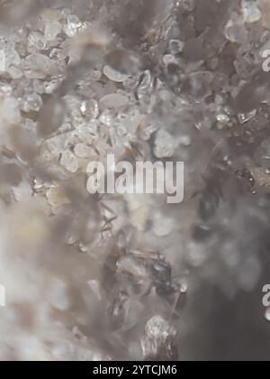 High Noon Ant (Forelius pruinosus Stock Photo - Alamy