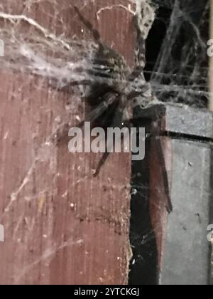 Black House Spider (Badumna insignis Stock Photo - Alamy