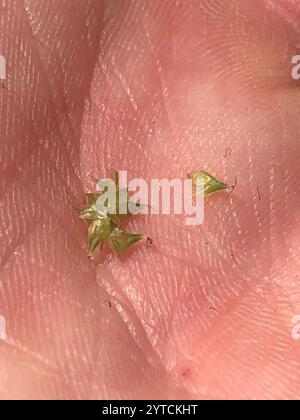 Greater Straw Sedge (Carex normalis), Plantae, Wisconsin, US Stock ...