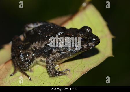 Eastern puddle frog (Phrynobatrachus acridoides) Amphibia Stock Photo ...