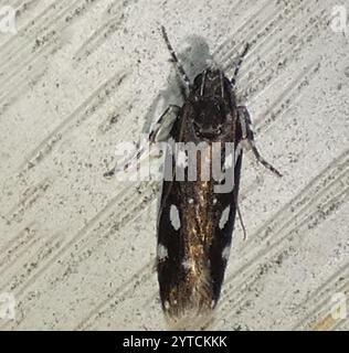 Six-spotted Aroga Moth (Aroga compositella Stock Photo - Alamy