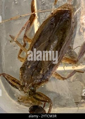 Lethocerus americanus, giant water bug Stock Photo - Alamy