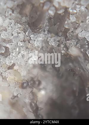 High Noon Ant (Forelius pruinosus Stock Photo - Alamy