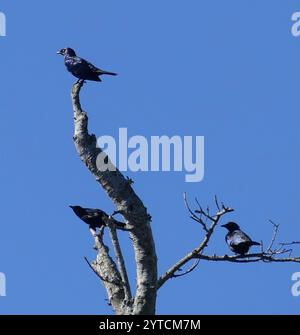 Black-bellied Starling (Notopholia corusca Stock Photo - Alamy