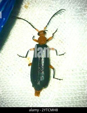 Thighed Fire-colored Beetle (Neopyrochroa femoralis Stock Photo - Alamy