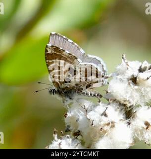 Common Bush Blue (Cacyreus lingeus Stock Photo - Alamy