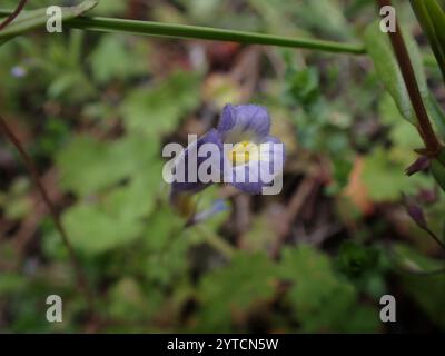 oneflower broomrape (Aphyllon purpureum Stock Photo - Alamy
