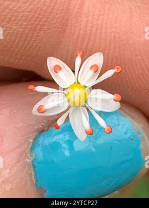 wood saxifrage (Saxifraga mertensiana Stock Photo - Alamy