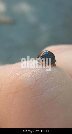 Cactus Lady Beetle (Chilocorus cacti Stock Photo - Alamy