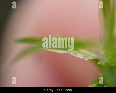 Long-stalked Haircap Moss (Polytrichum longisetum Stock Photo - Alamy