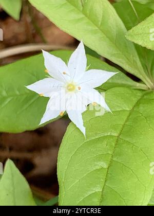 northern starflower (Lysimachia borealis Stock Photo - Alamy