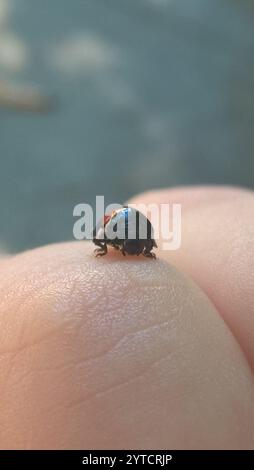 Cactus Lady Beetle (Chilocorus cacti Stock Photo - Alamy