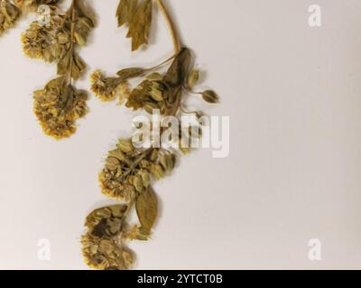 yellow peppercress (Lepidium flavum Stock Photo - Alamy