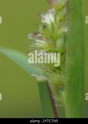 Southern Sandbur (Cenchrus echinatus Stock Photo - Alamy