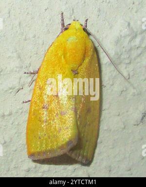 Spiny Bollworm (Earias biplaga Stock Photo - Alamy