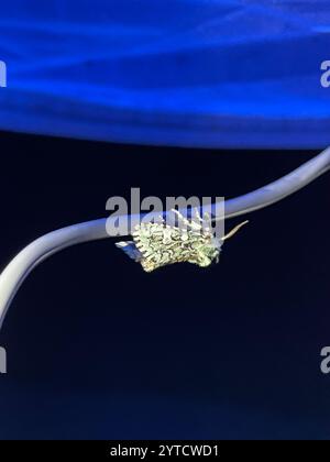 The Joker (Feralia jocosa Stock Photo - Alamy