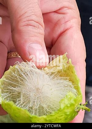 Spongy Oak Apple Gall Wasp (Amphibolips confluenta Stock Photo - Alamy